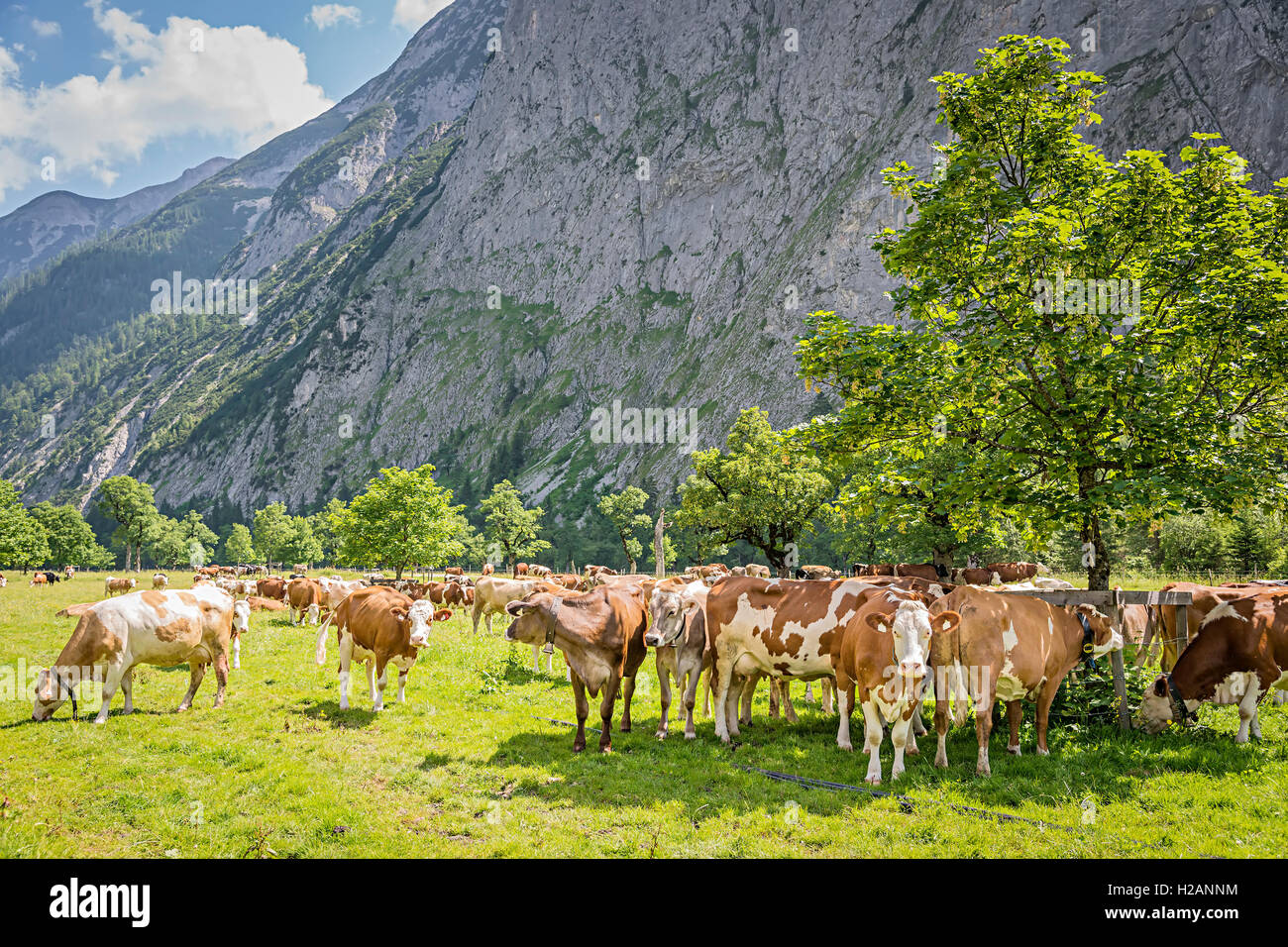 Flock of cows in alps Stock Photo - Alamy