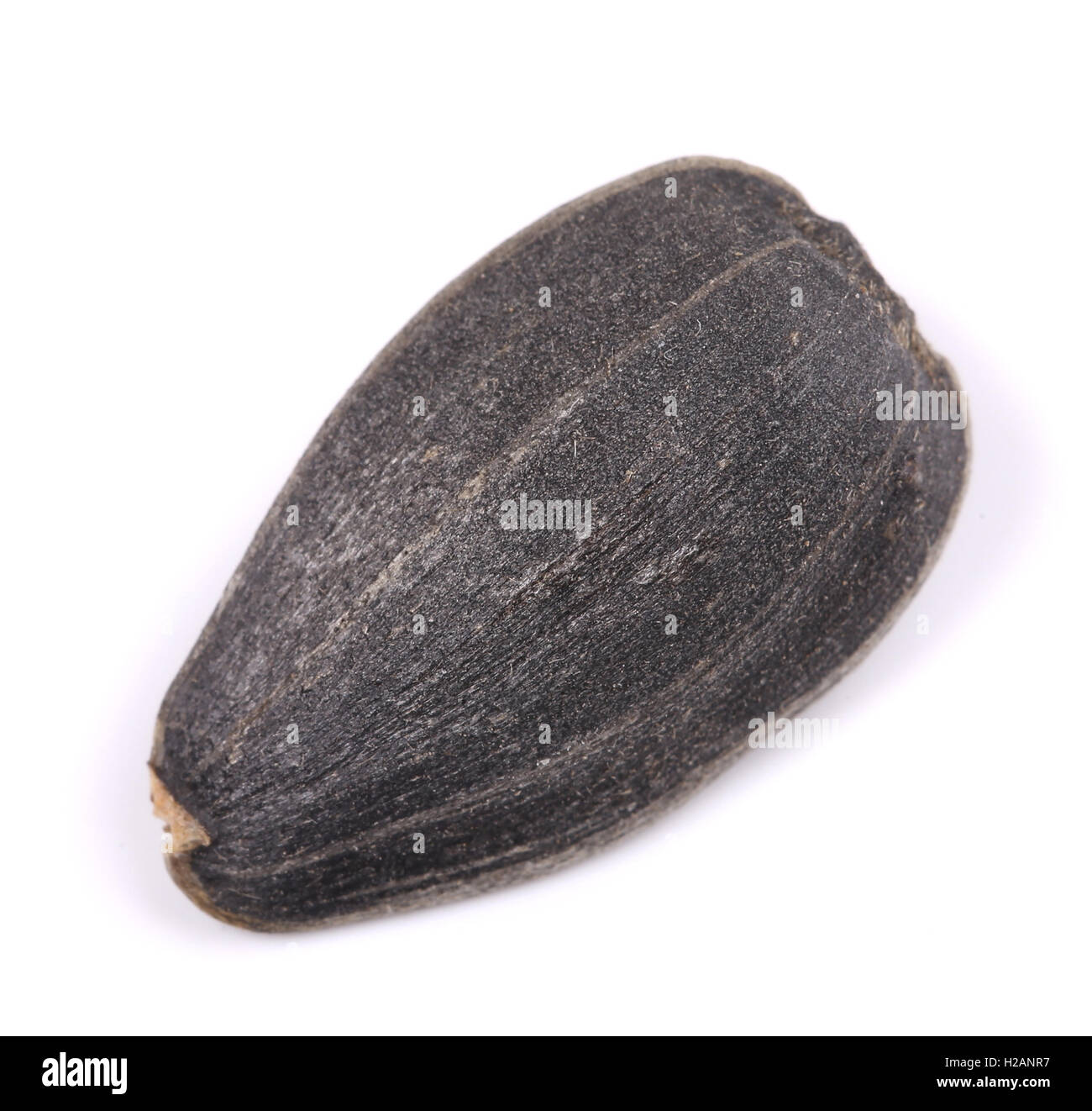 one sunflower seed Stock Photo - Alamy