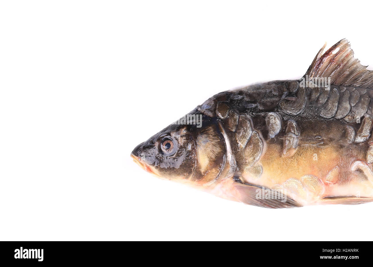 Shiny carp hi-res stock photography and images - Alamy