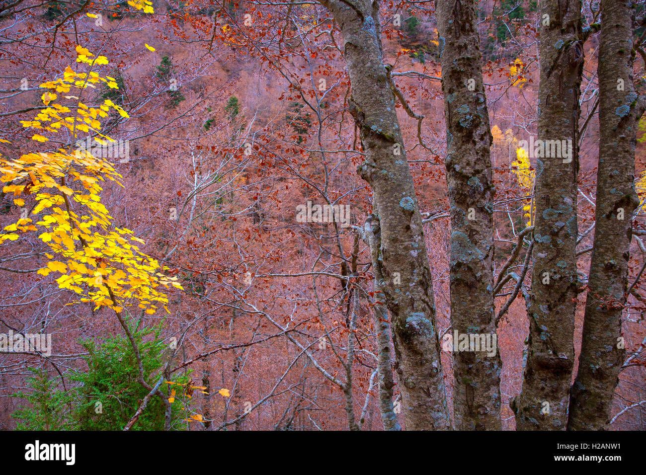 Autumn forest in Pyrenees Valle de Ordesa Huesca Spain Stock Photo - Alamy