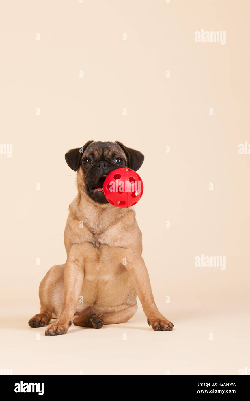 Puppy pug on cream background Stock Photo - Alamy