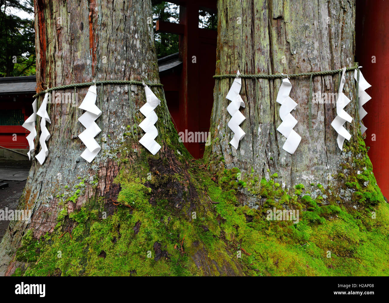 Shimenawa in Japanese temple Stock Photo - Alamy
