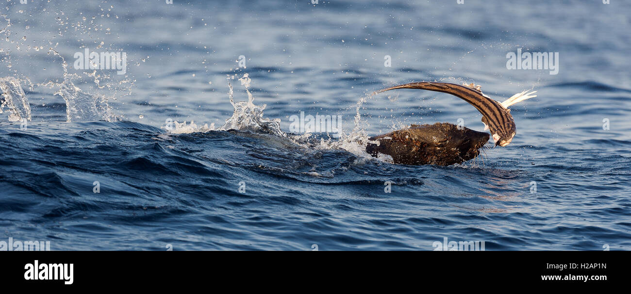 The seal cath the fish Stock Photo - Alamy