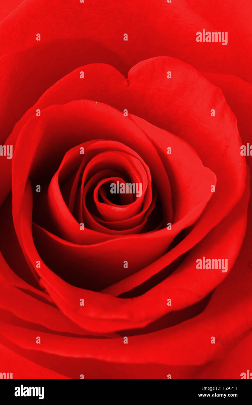 Red rose texture Stock Photo - Alamy