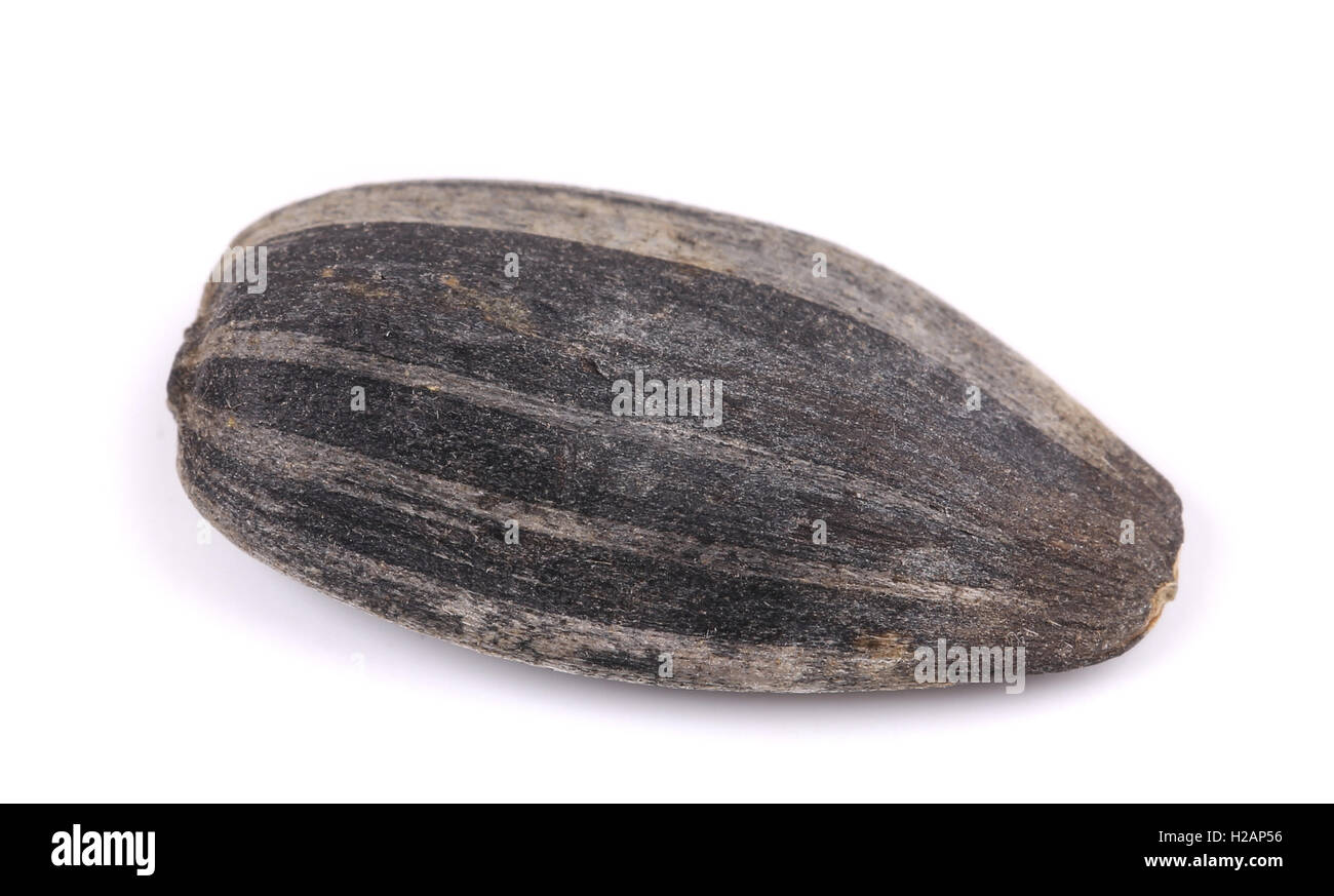 one sunflower seed Stock Photo - Alamy