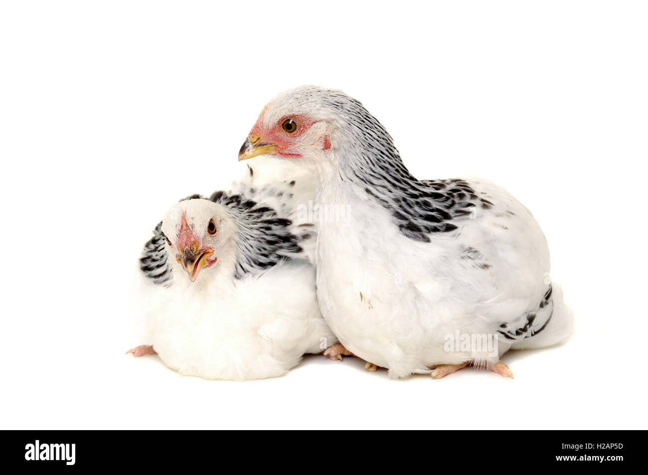 Chickens on white background Stock Photo - Alamy