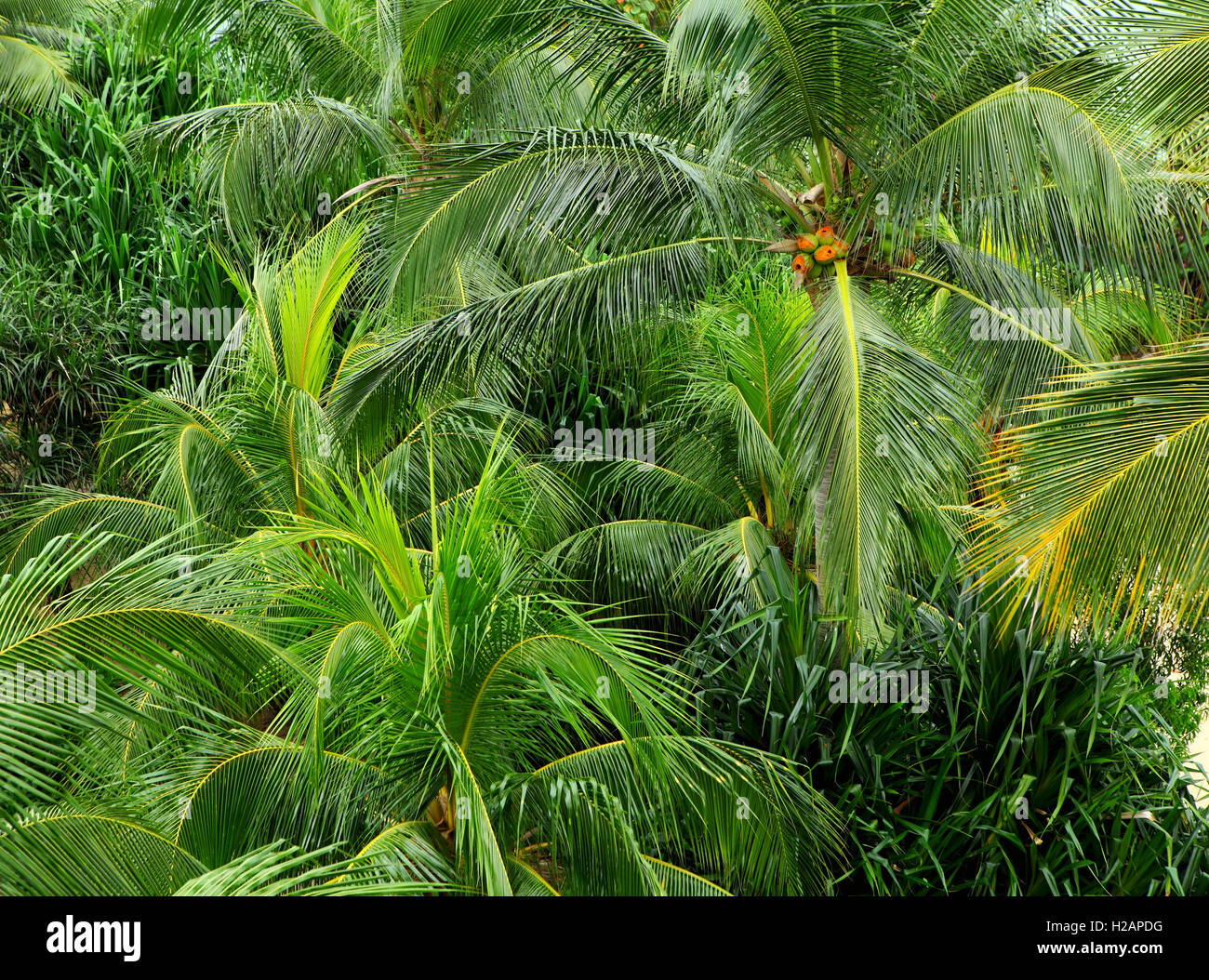 Coconut tree forest Stock Photo - Alamy