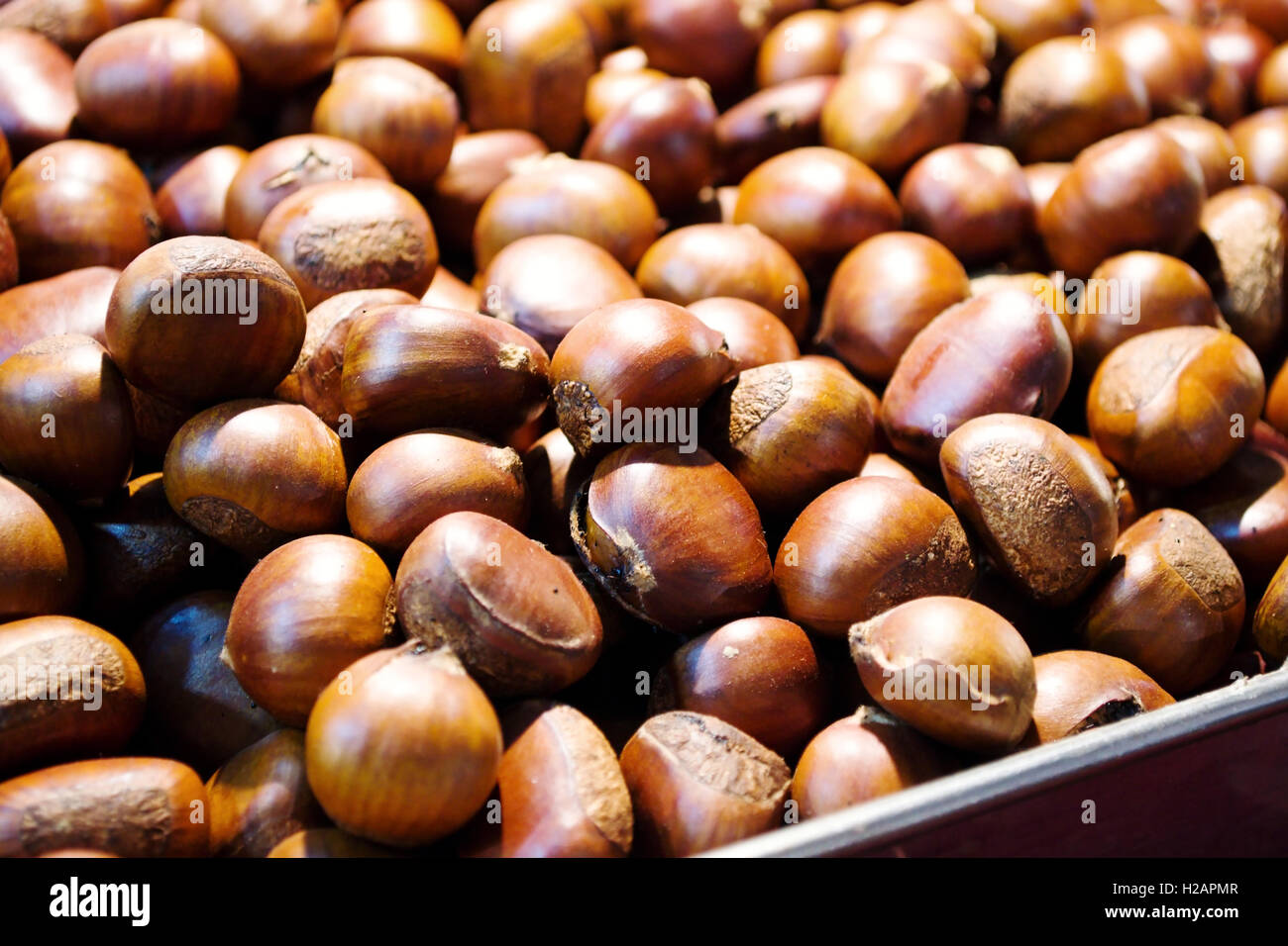 Fruit of sweet chestnut tree hi-res stock photography and images - Alamy