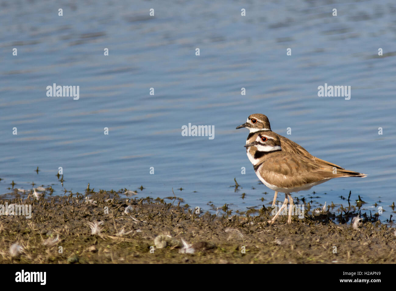 Kildeer creek hi-res stock photography and images - Alamy