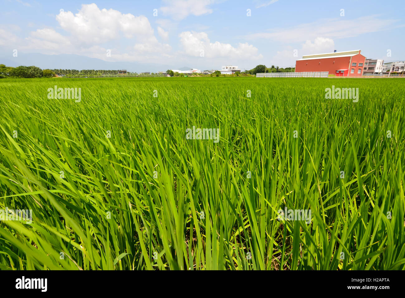 Rice farm in country Stock Photo - Alamy