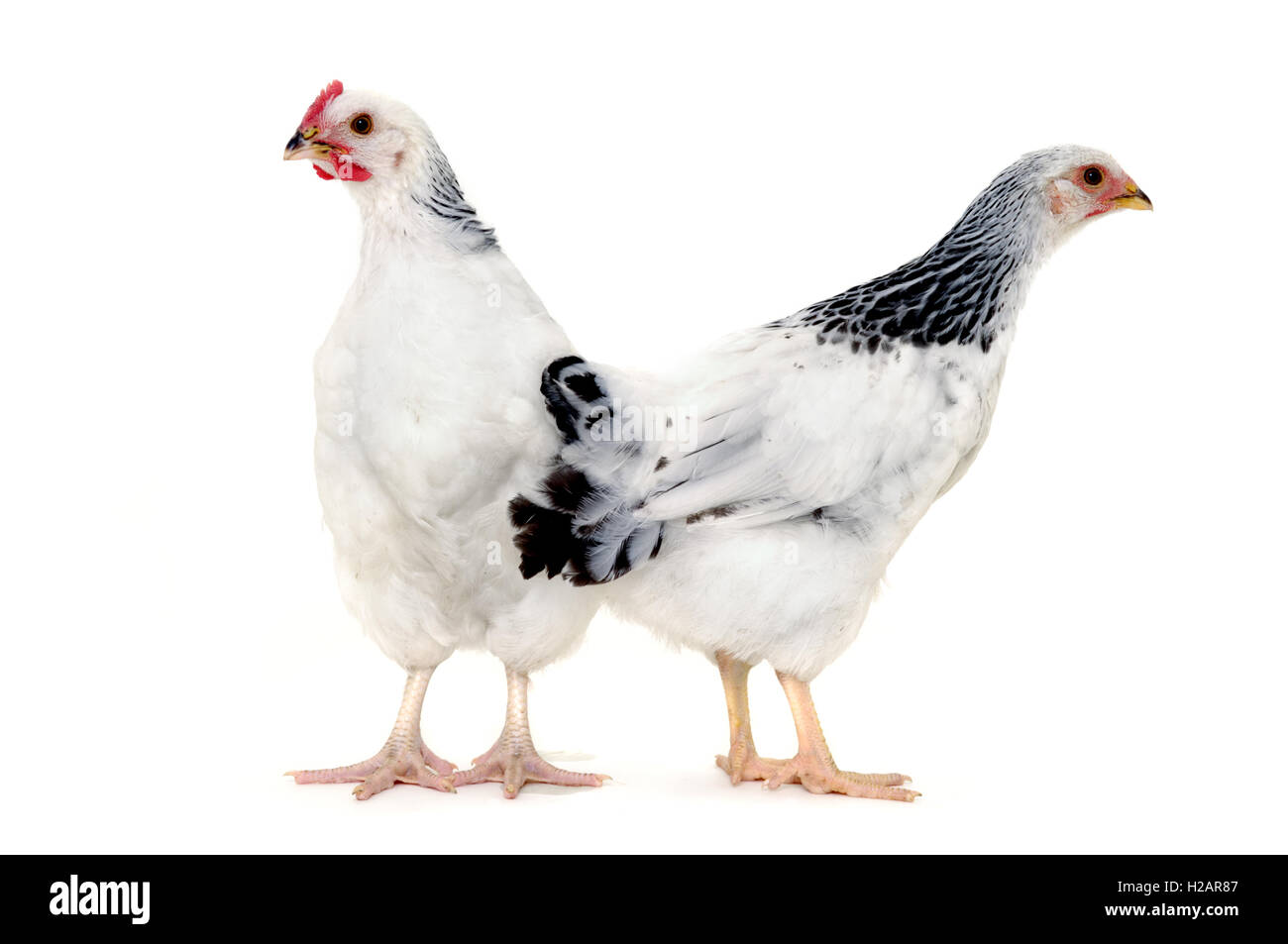 Chicken comb Cut Out Stock Images & Pictures - Alamy