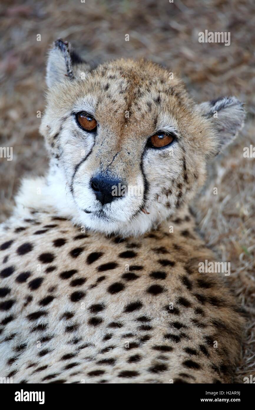 Cheetah Wild Cat Stock Photo - Alamy
