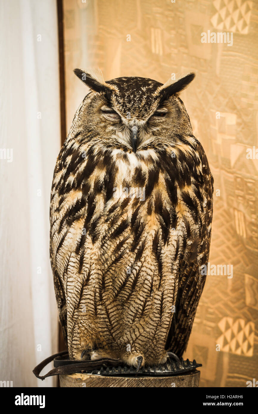 Owl portrait, golden owl, wildlife concept Stock Photo - Alamy