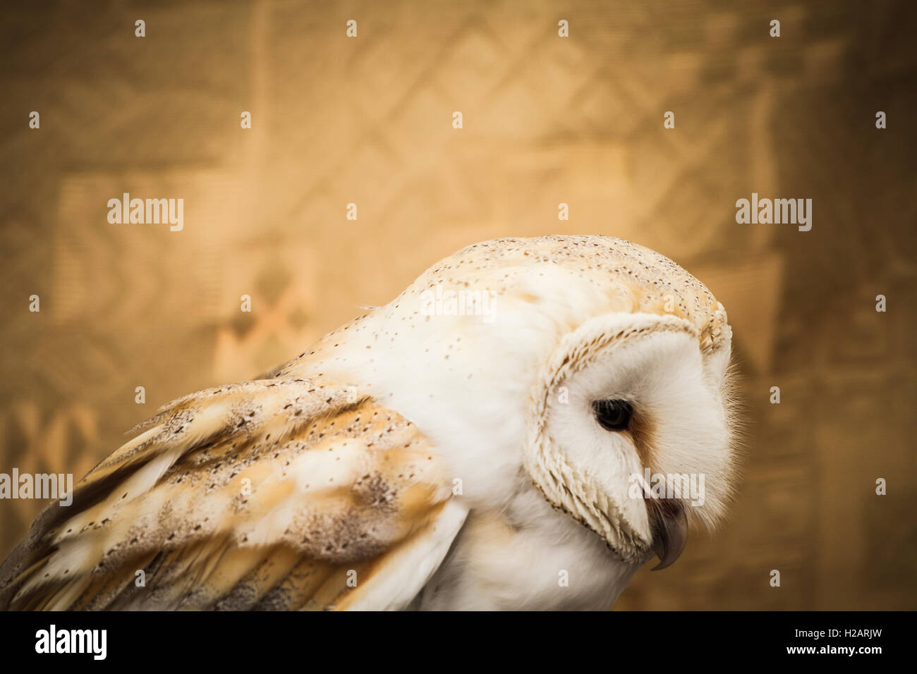 Owl portrait, golden owl, wildlife concept Stock Photo - Alamy