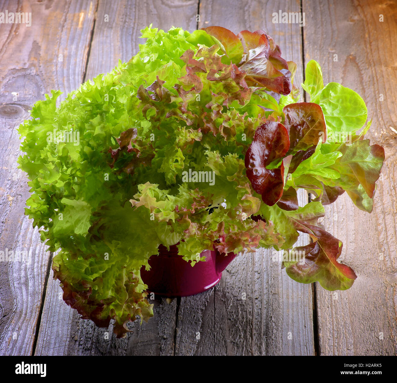 Assorted lettuce plants hi-res stock photography and images - Alamy