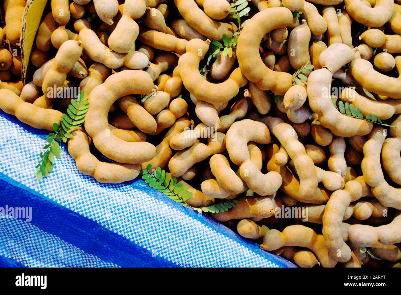Tamarind in market Stock Photo - Alamy