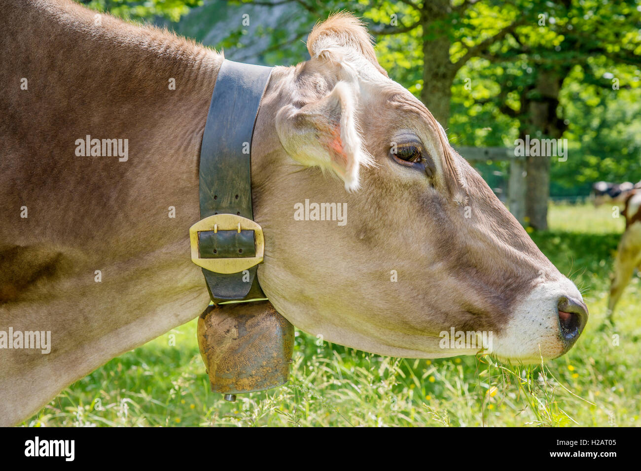 Profile of cow Stock Photo - Alamy