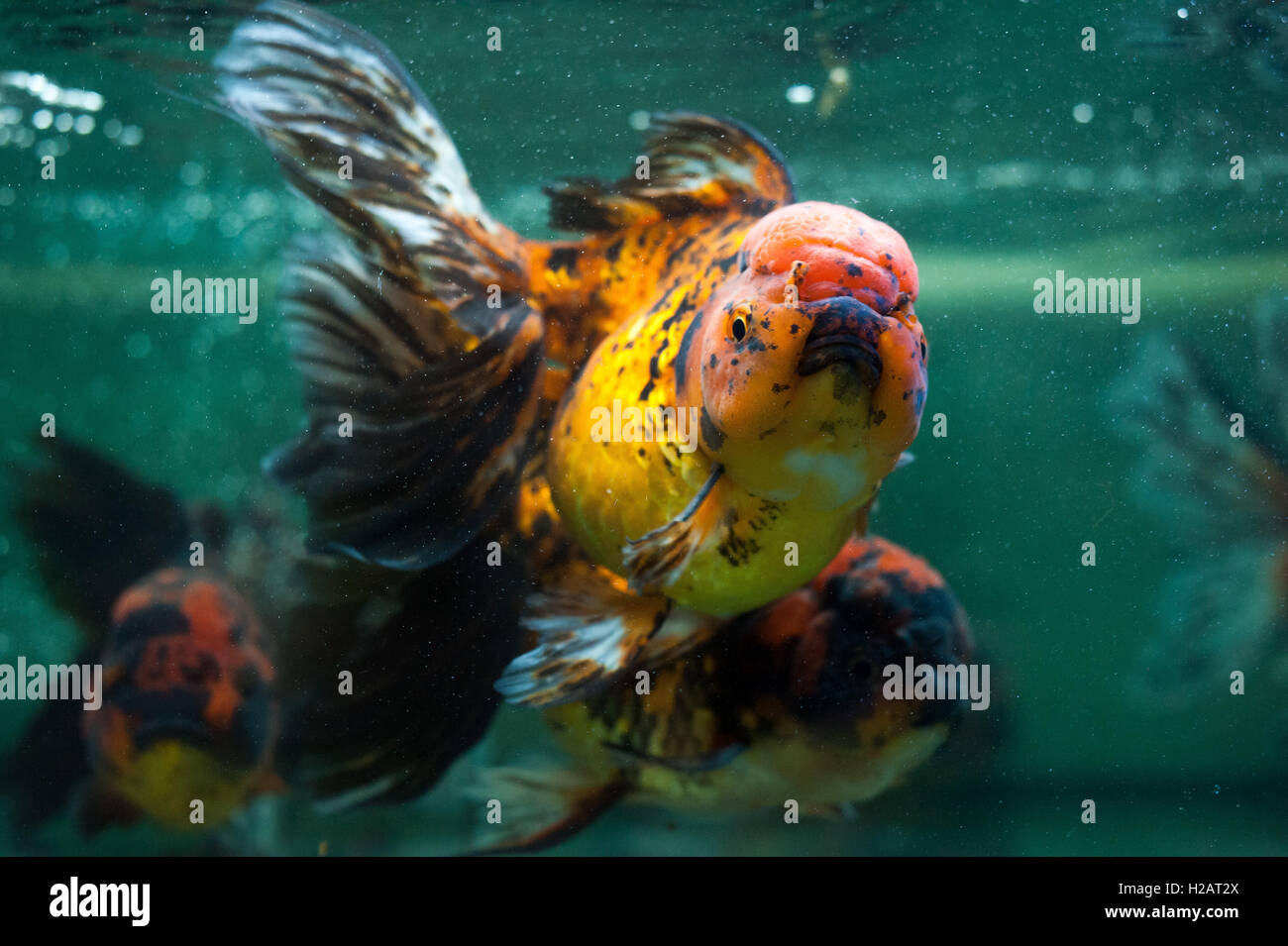 Goldfish tail hi-res stock photography and images - Alamy