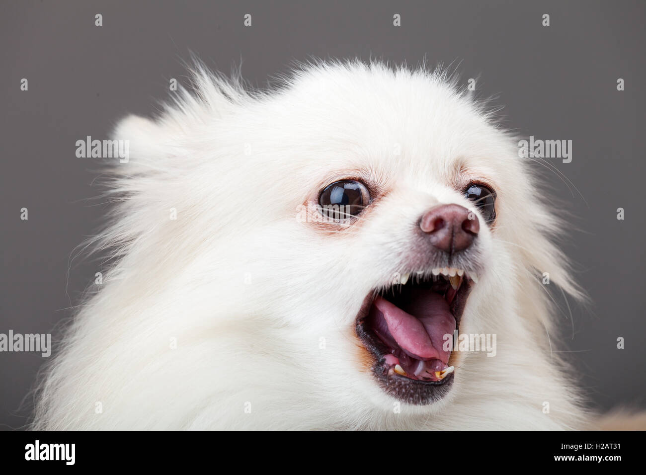 White pomeranian barking Stock Photo - Alamy
