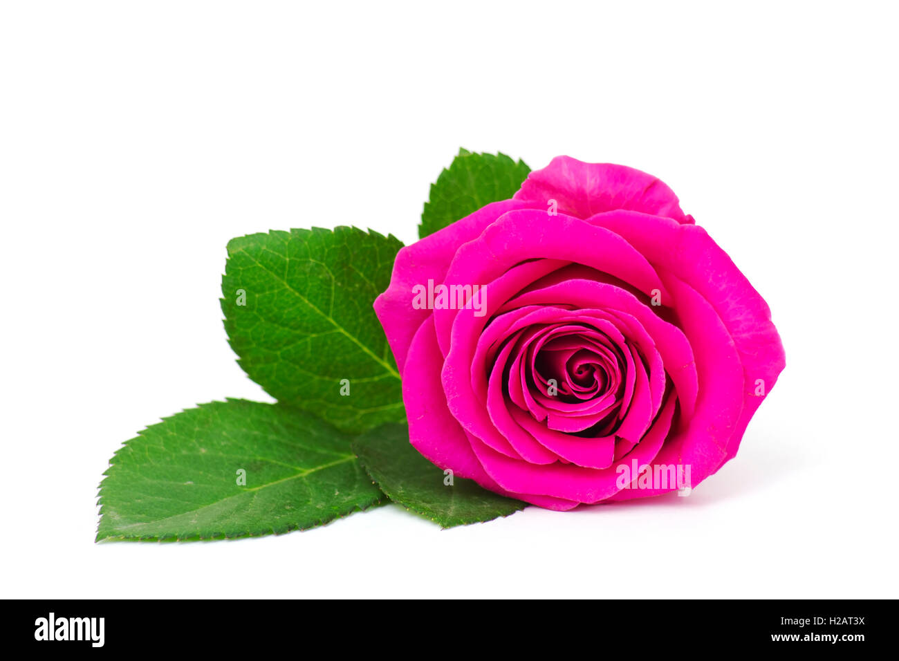 My mum rose Cut Out Stock Images & Pictures - Alamy