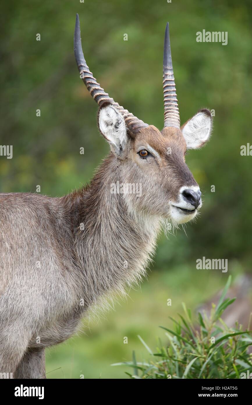Male Waterbuck Antelope Stock Photo - Alamy