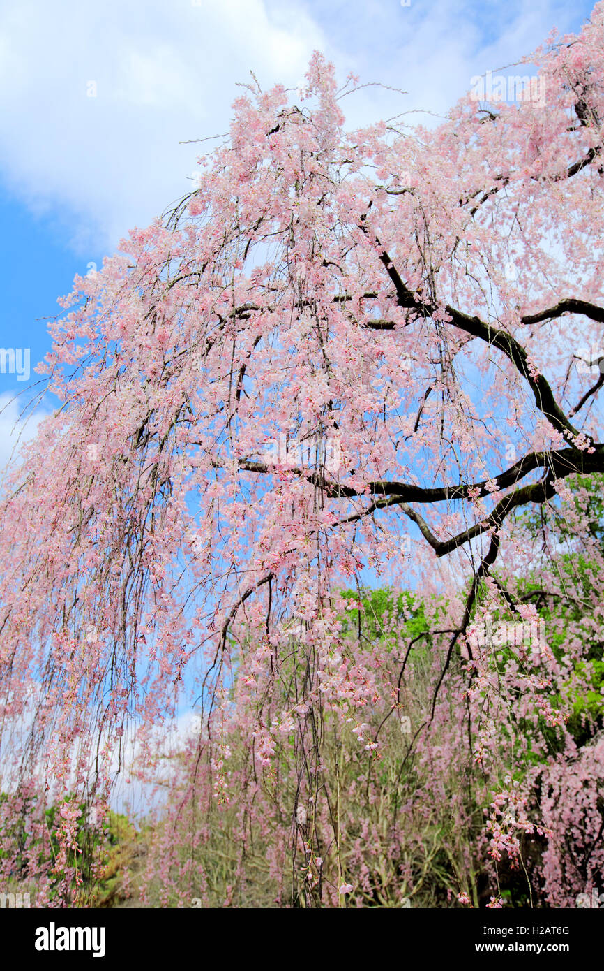 Weeping sakura tree Stock Photo - Alamy