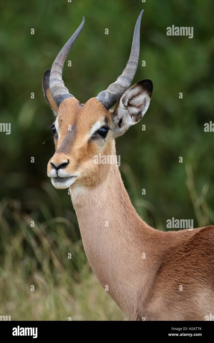 Aepyceros melampus antelope mouth hi-res stock photography and images ...