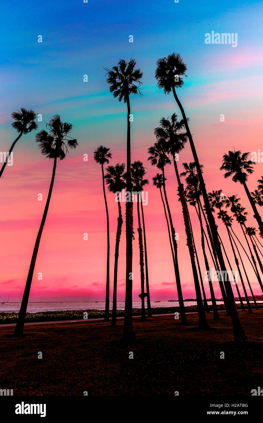 California sunset Palm tree rows in Santa Barbara Stock Photo - Alamy