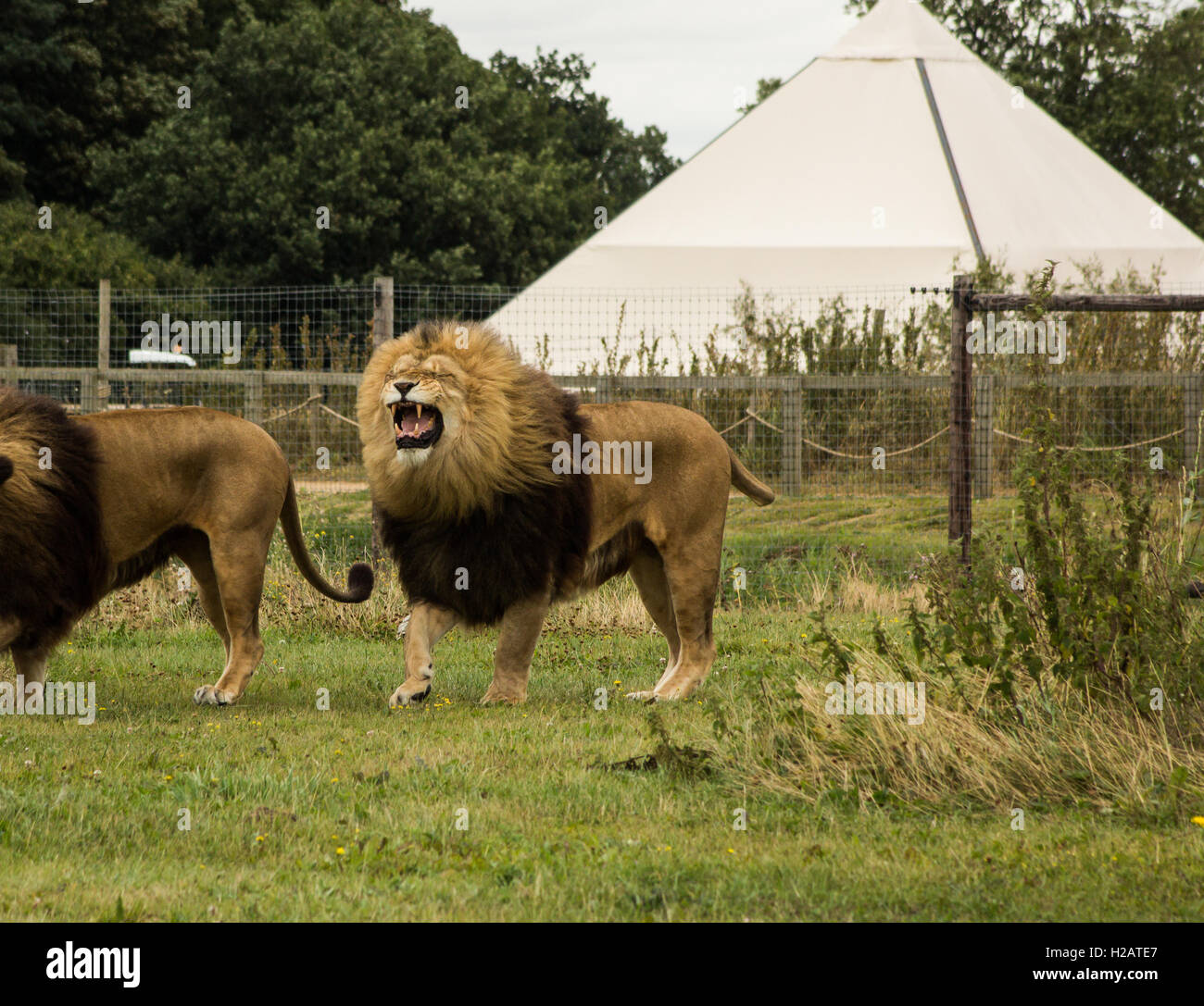 Loud roaring hi-res stock photography and images - Alamy