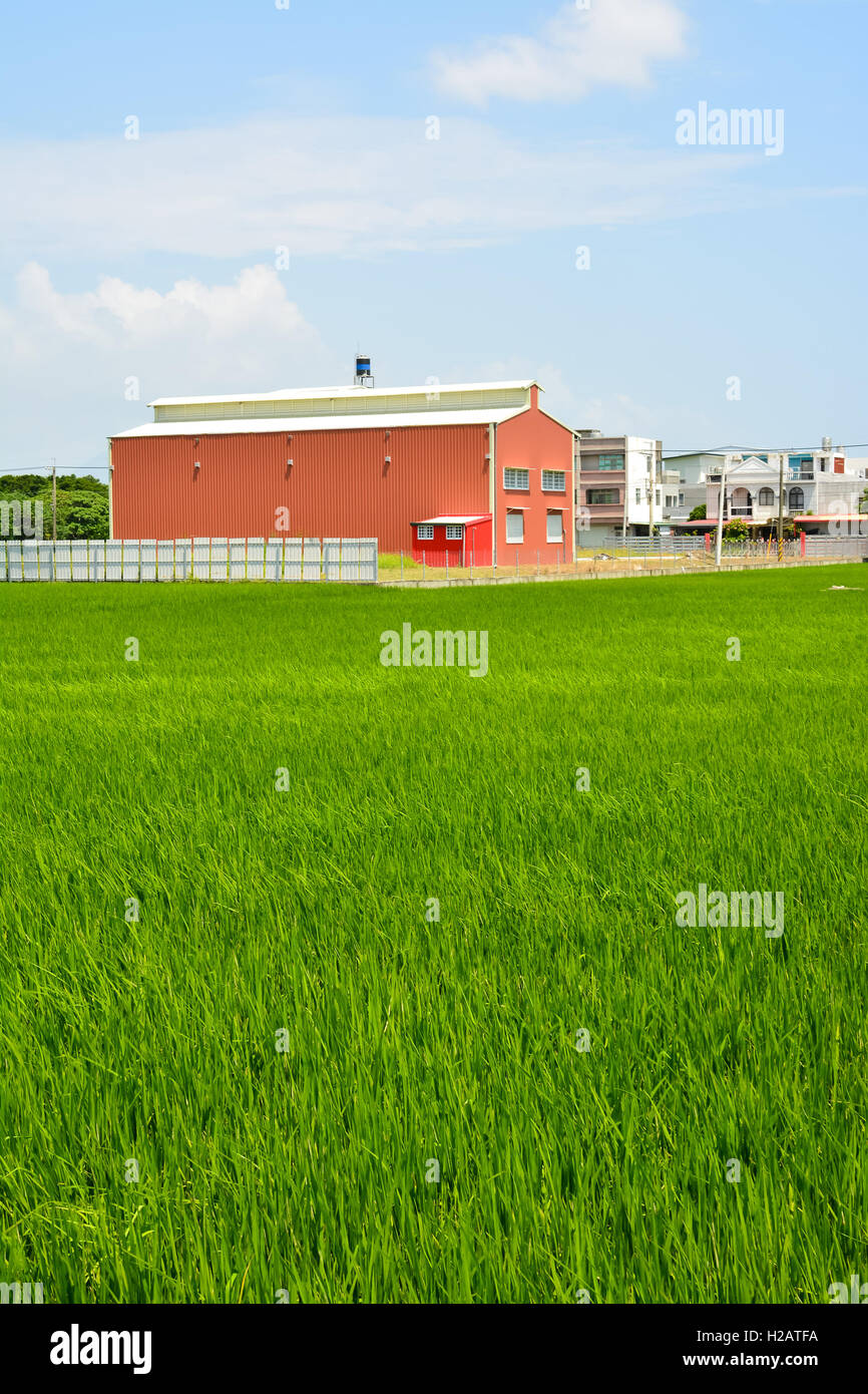 Rice farm in country Stock Photo - Alamy