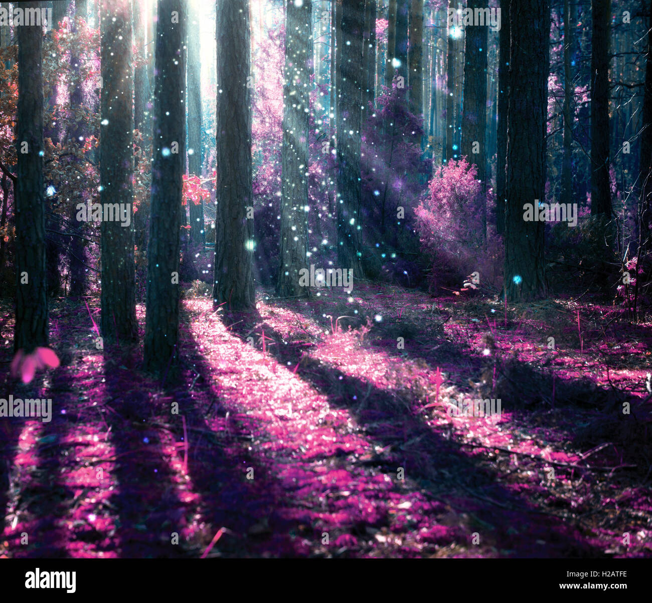 Magic forest moon hi-res stock photography and images - Alamy
