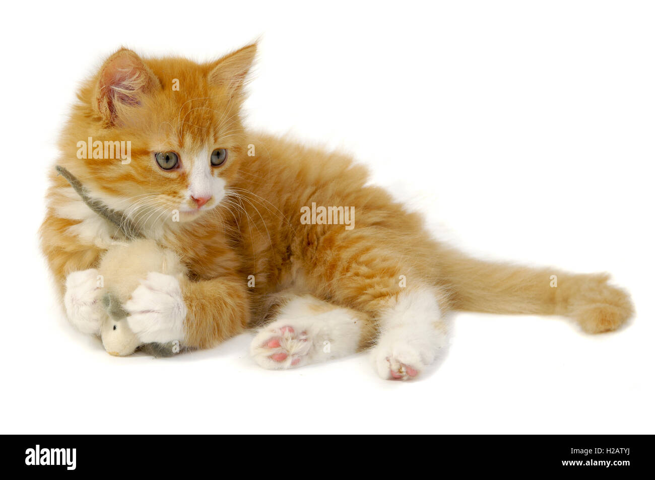 Cat and mouse Stock Photo - Alamy