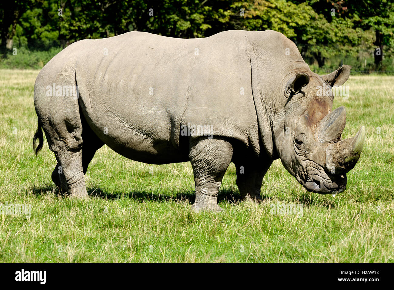 Rhino food hi-res stock photography and images - Alamy