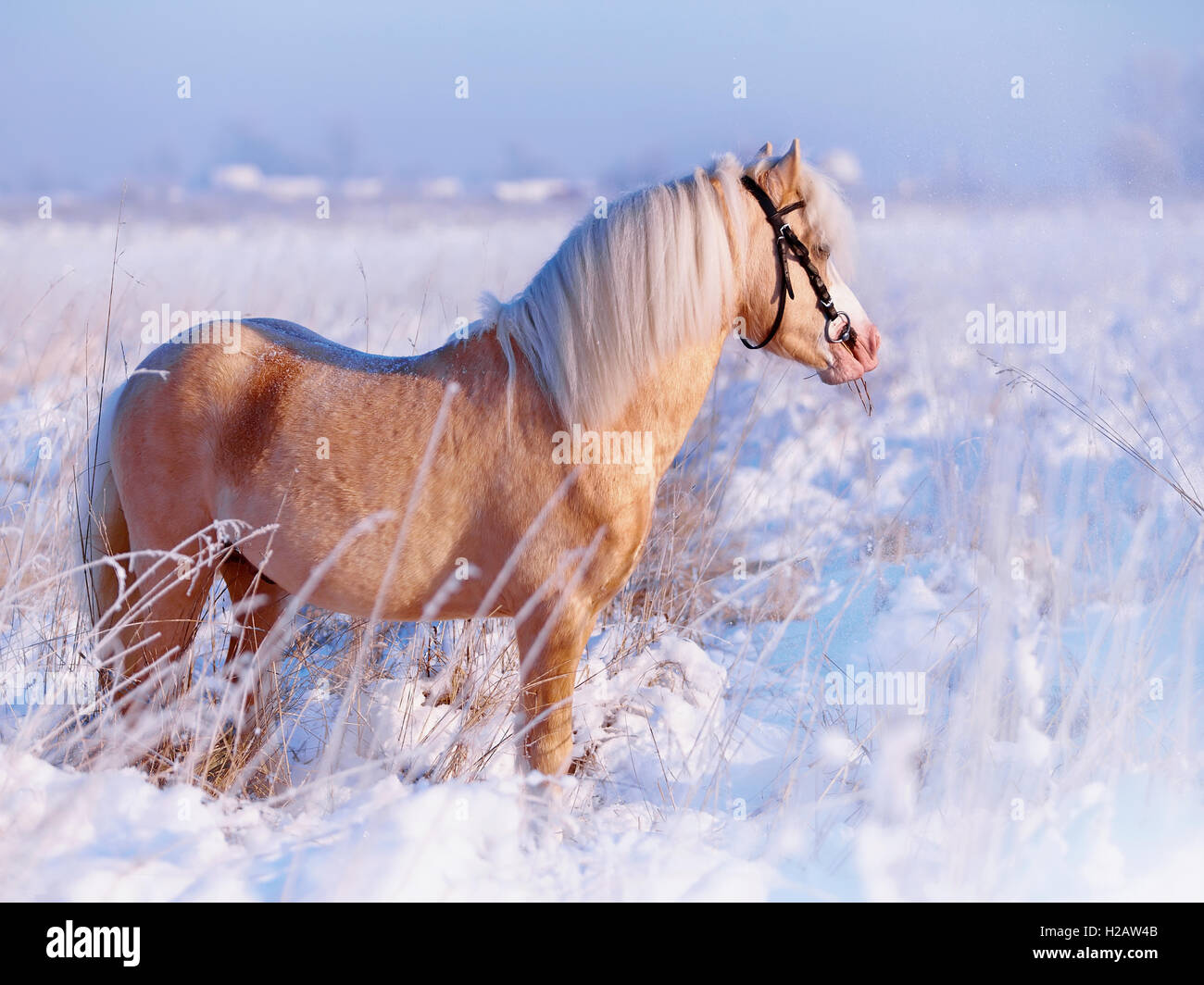 Stallion on walk Stock Photo - Alamy