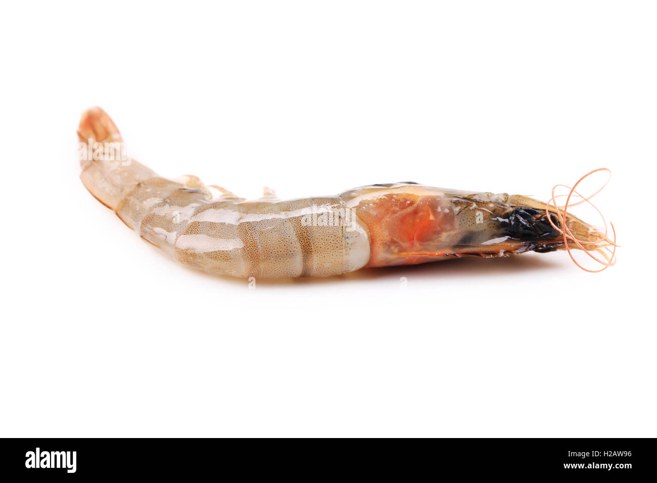 Close up of fresh shrimp Stock Photo - Alamy