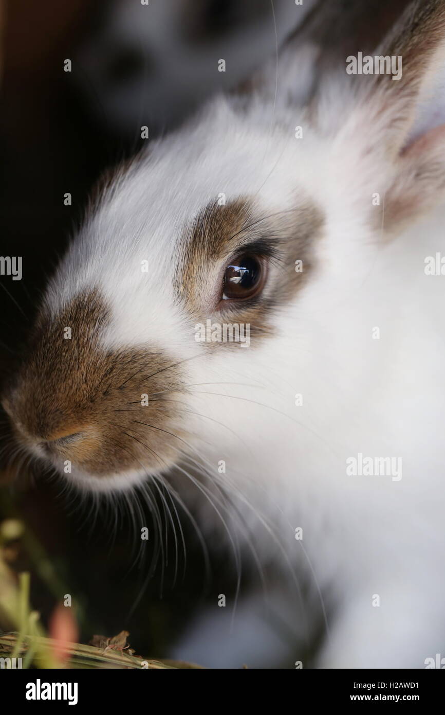 White rabbit with black spots Stock Photo - Alamy