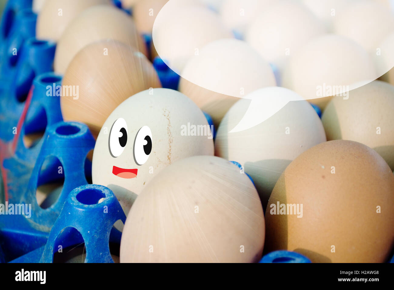 Eggs in tray Stock Photo - Alamy