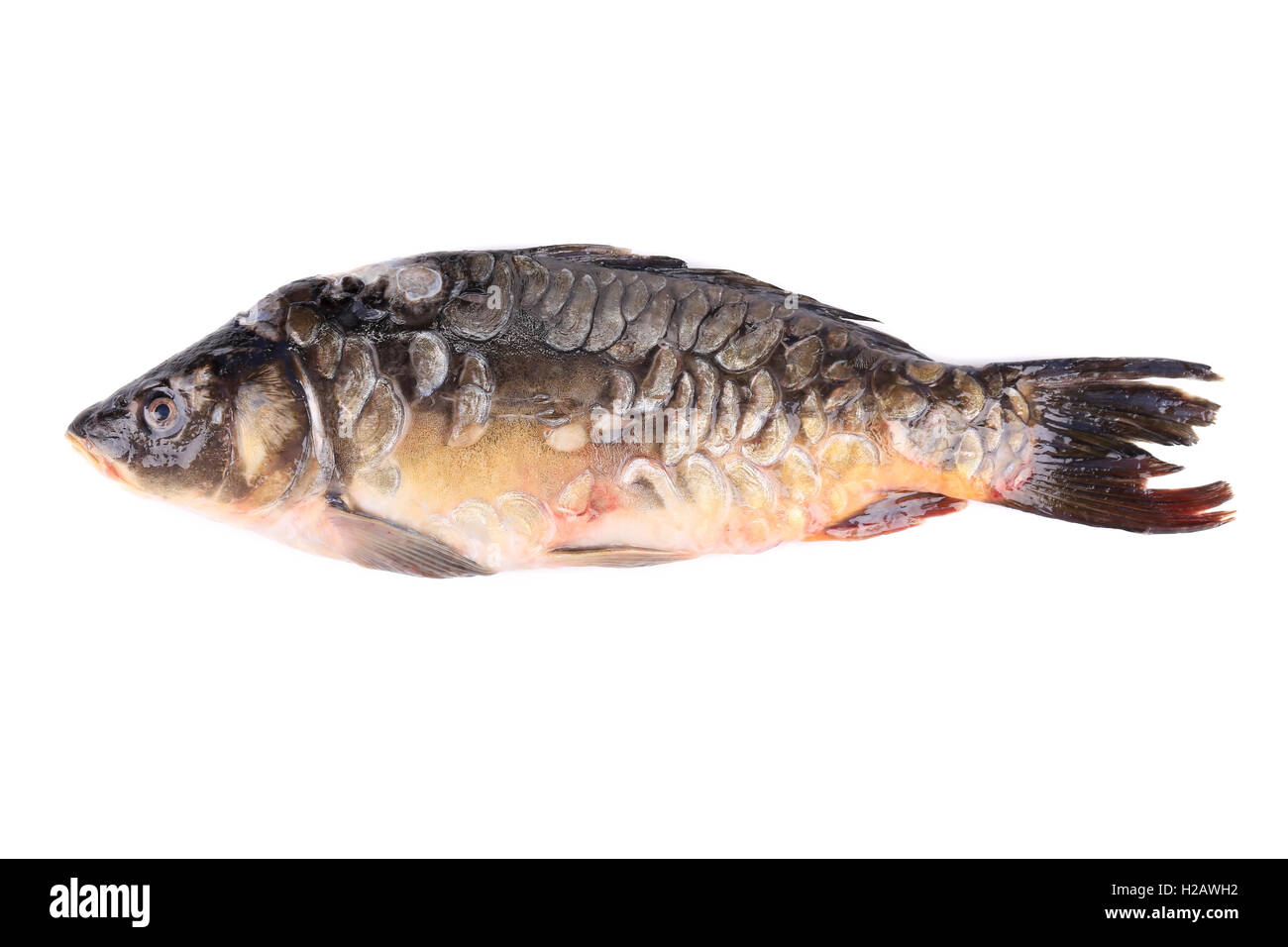 Specimen carp hi-res stock photography and images - Alamy
