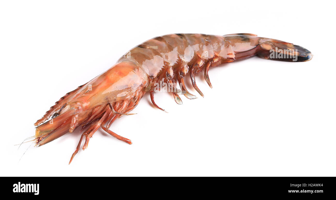 Close up of fresh shrimp Stock Photo - Alamy