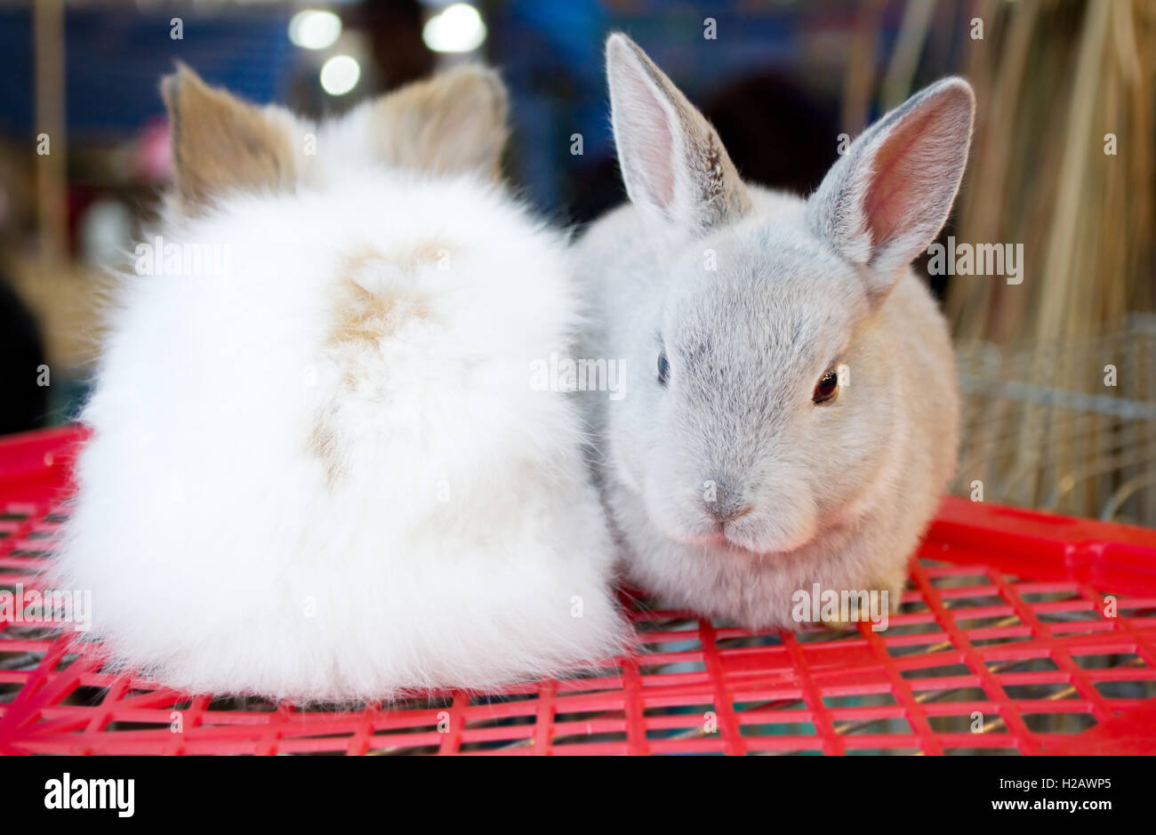 Rabbit hare spring white hi-res stock photography and images - Alamy