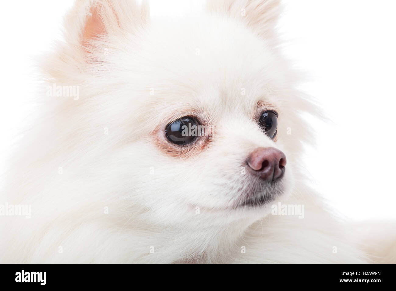 White pom hi-res stock photography and images - Alamy