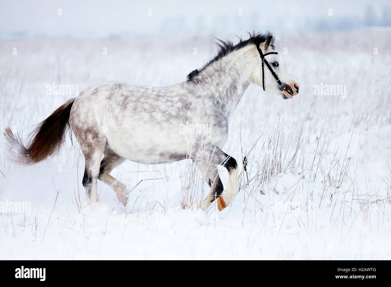 The gray mare runs in the field Stock Photo - Alamy