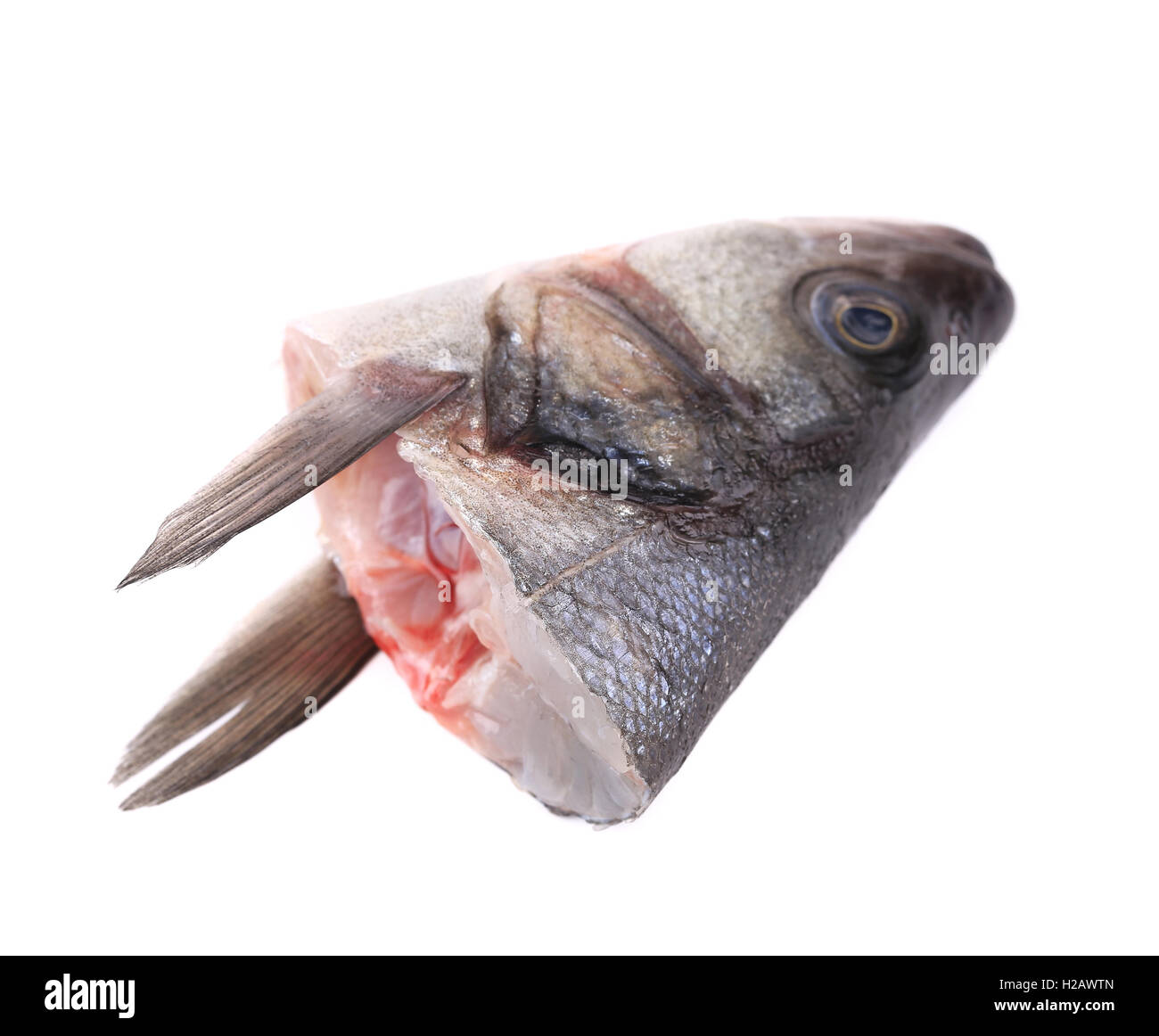 Seabass head close up Stock Photo - Alamy