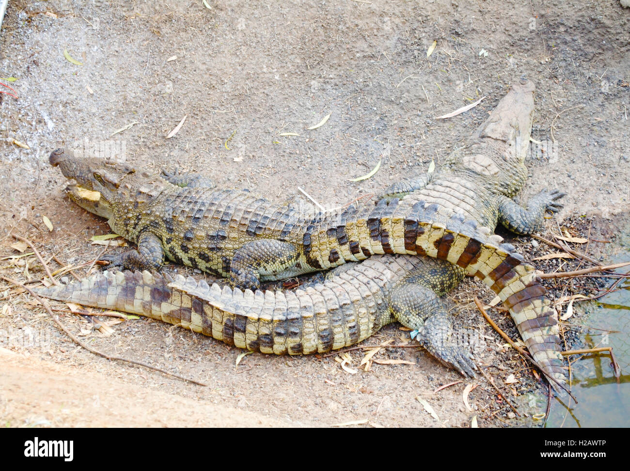 Freshwater hunter hi-res stock photography and images - Alamy