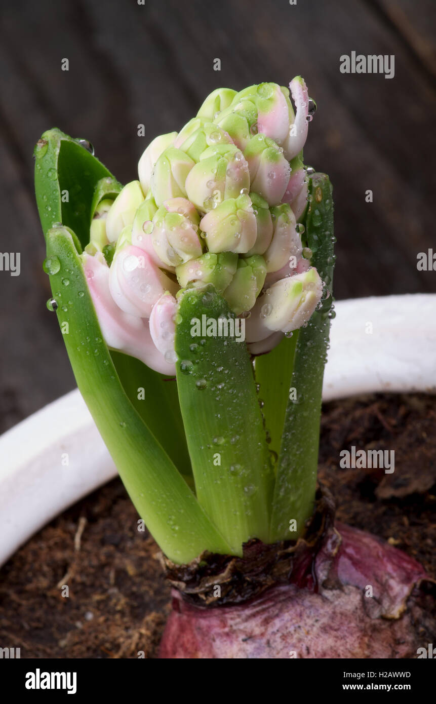 Hyacinth bulb in water hi-res stock photography and images - Alamy