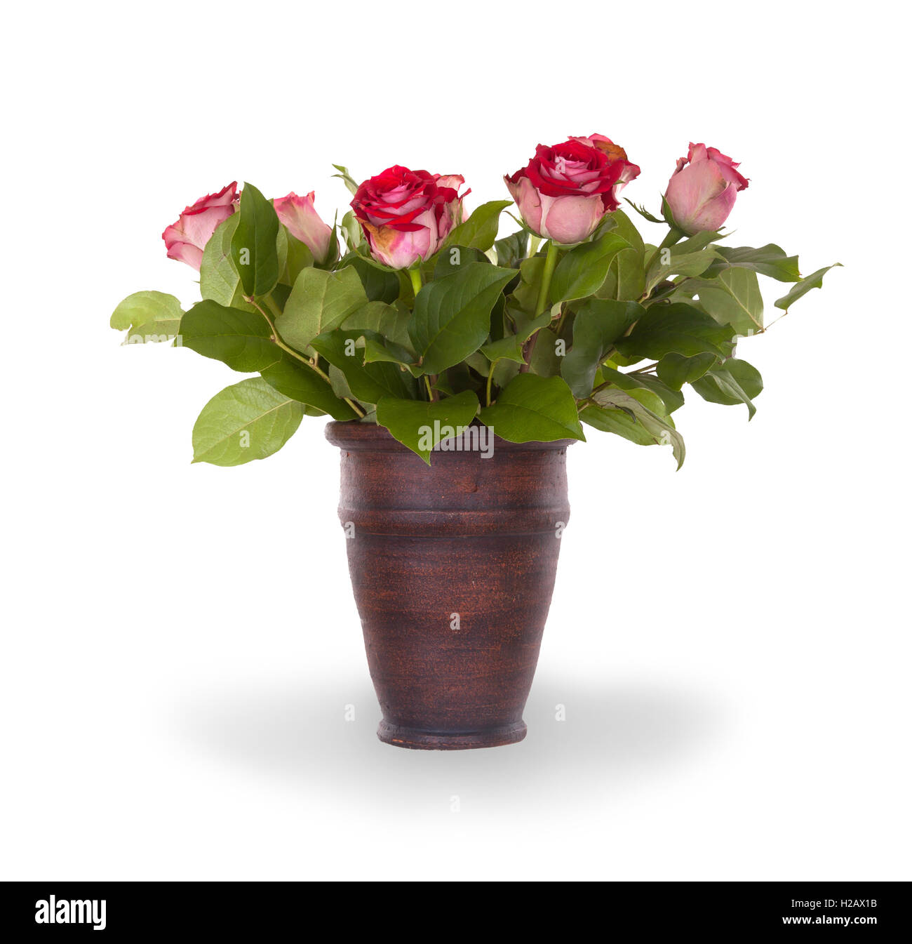 Red roses in ceramic pot Stock Photo - Alamy