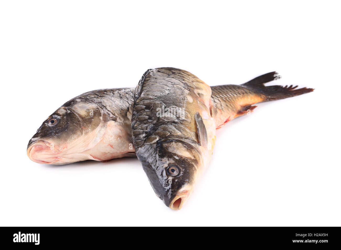 Crude carp. Mirror and non Stock Photo - Alamy
