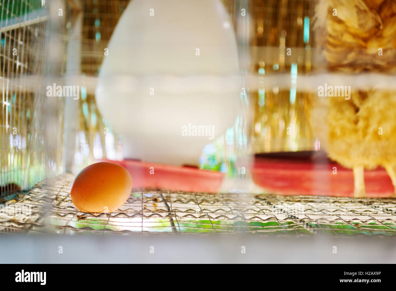 Egg laying chicken hen hi-res stock photography and images - Alamy