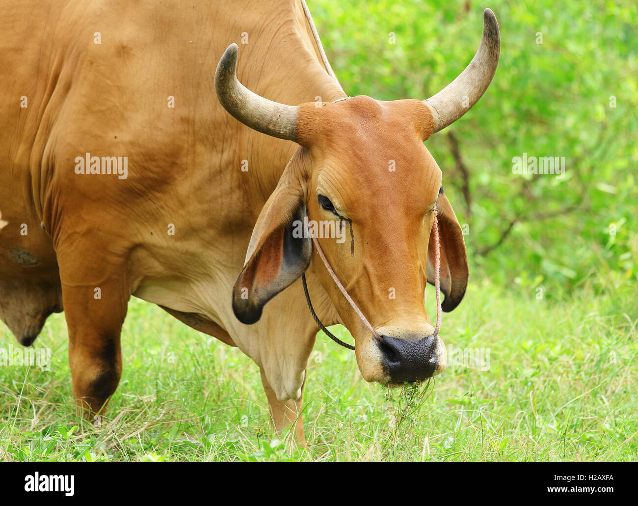 Asian calf hi-res stock photography and images - Alamy