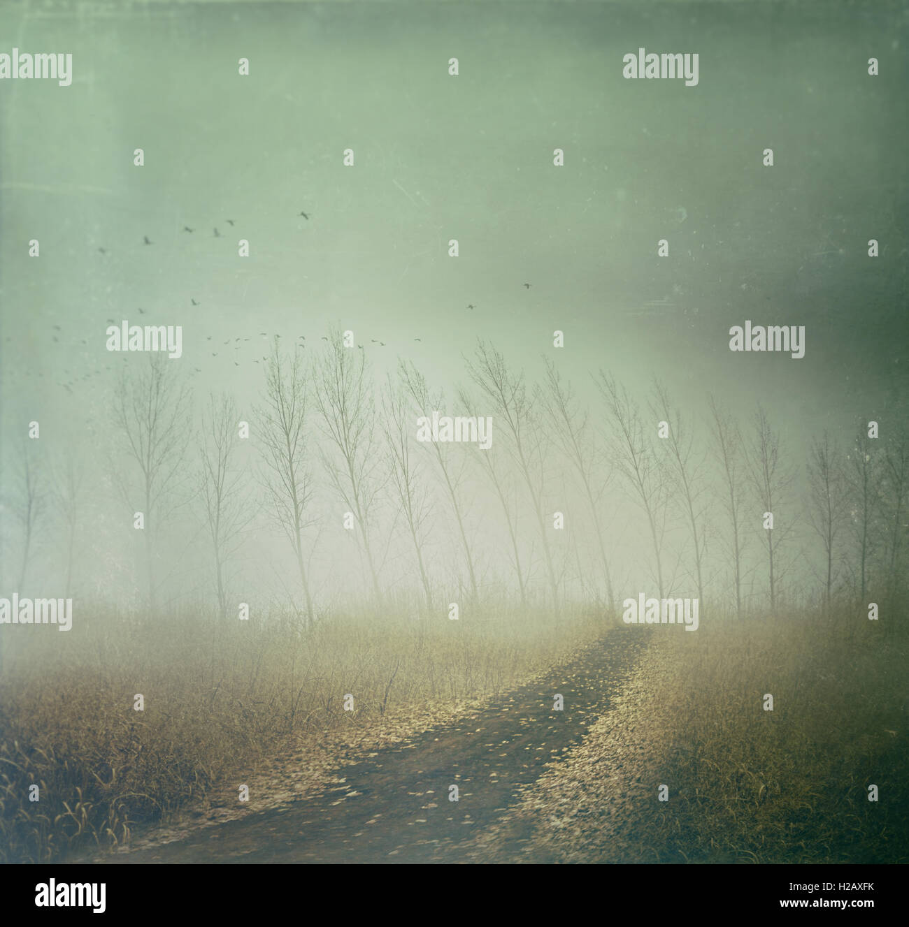 Country path in autumn fields Stock Photo - Alamy